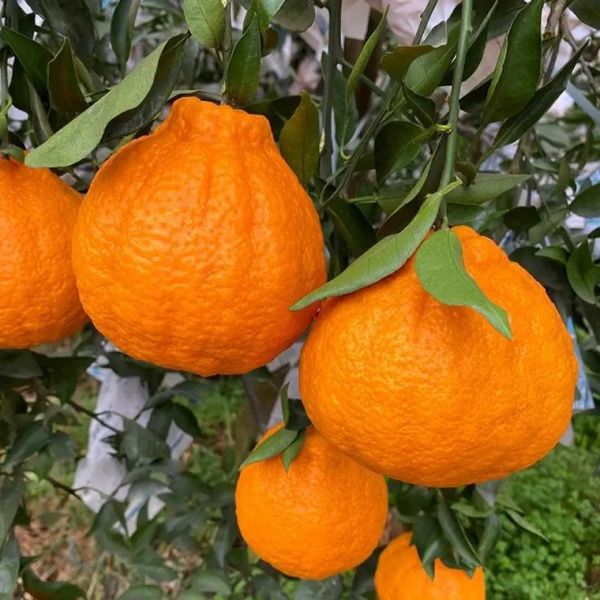 丑橘上火吗_丑橘是凉性还是热性-第1张图片-山城妙识 丑橘上火吗_丑橘是凉性还是热性-第1张图片-山城妙识