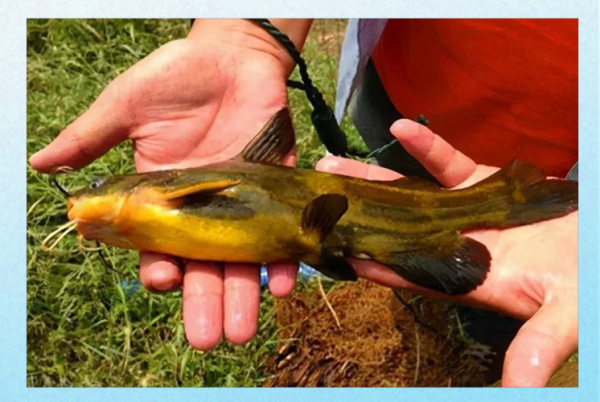 鸡肝钓鱼生的好还是熟好_野钓高手实测对比-第3张图片-山城妙识 鸡肝钓鱼生的好还是熟好_野钓高手实测对比-第3张图片-山城妙识