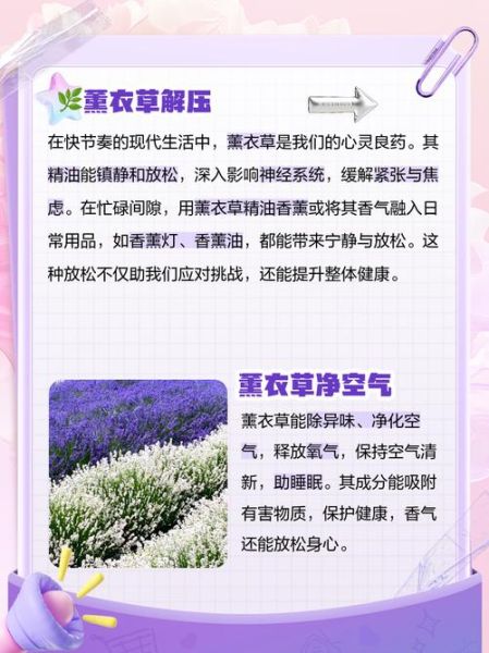 薰衣草茶的功效与作用_薰衣草茶适合什么人喝-第1张图片-山城妙识