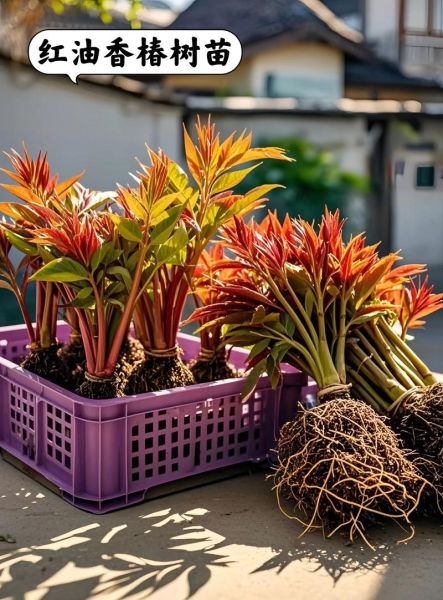 香椿苗怎么种植_香椿苗种植时间和方法-第2张图片-山城妙识