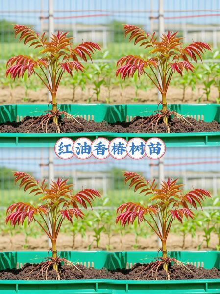 香椿苗怎么种植_香椿苗种植时间和方法-第3张图片-山城妙识