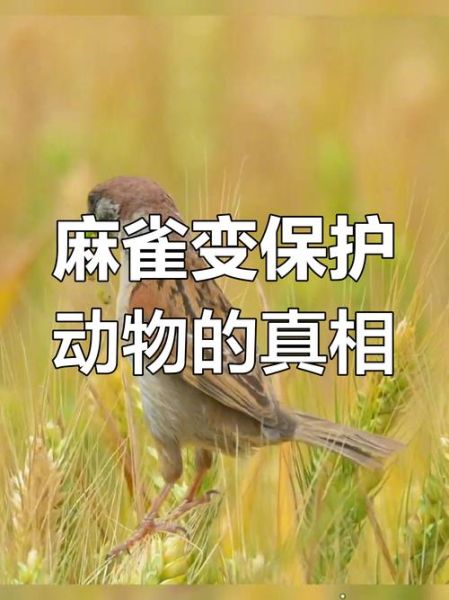 麻雀是保护动物吗_麻雀几级保护动物-第1张图片-山城妙识 麻雀是保护动物吗_麻雀几级保护动物-第1张图片-山城妙识