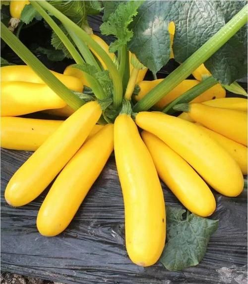 葫芦瓜的功效与作用禁忌_哪些人不能吃-第3张图片-山城妙识 葫芦瓜的功效与作用禁忌_哪些人不能吃-第3张图片-山城妙识