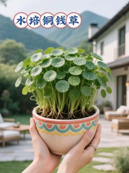 铜钱草怎么养_铜钱草可以水培吗-第3张图片-山城妙识 铜钱草怎么养_铜钱草可以水培吗-第3张图片-山城妙识