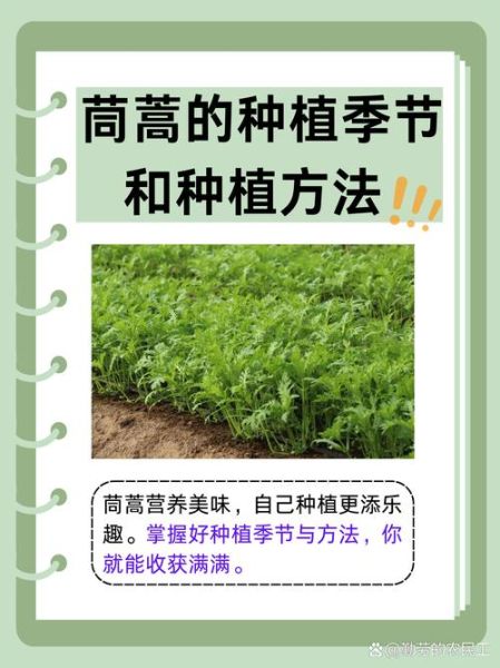 茼蒿菜怎么种植_茼蒿菜种植时间和方法-第1张图片-山城妙识