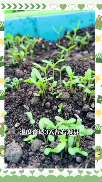 茼蒿菜怎么种植_茼蒿菜种植时间和方法-第3张图片-山城妙识