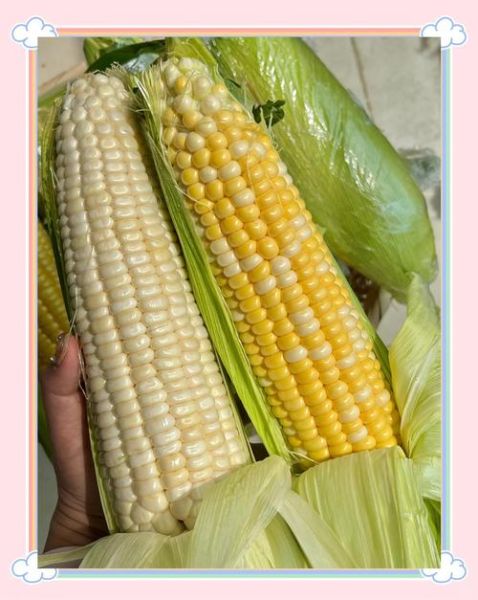煮玉米需要多长时间_甜玉米和糯玉米煮多久才熟-第3张图片-山城妙识 煮玉米需要多长时间_甜玉米和糯玉米煮多久才熟-第3张图片-山城妙识