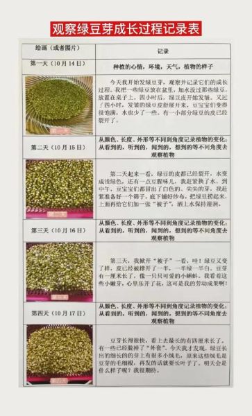 绿豆芽观察日记三天怎么写_绿豆芽三天变化记录-第1张图片-山城妙识 绿豆芽观察日记三天怎么写_绿豆芽三天变化记录-第1张图片-山城妙识