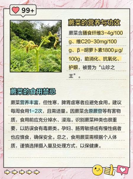 蕨菜图片怎么辨别_蕨菜和有毒蕨类区别-第1张图片-山城妙识 蕨菜图片怎么辨别_蕨菜和有毒蕨类区别-第1张图片-山城妙识