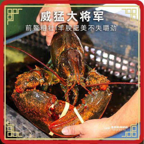 10斤澳洲龙虾多少钱_澳洲龙虾价格怎么算-第3张图片-山城妙识