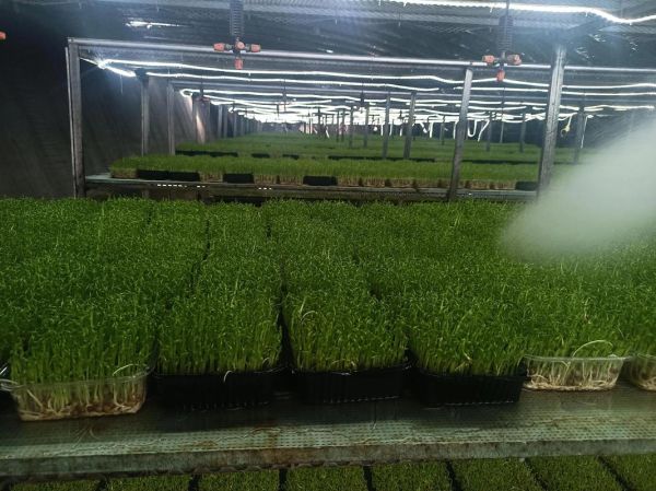 芽苗菜为什么不好卖_芽苗菜卖不出去的原因-第3张图片-山城妙识 芽苗菜为什么不好卖_芽苗菜卖不出去的原因-第3张图片-山城妙识