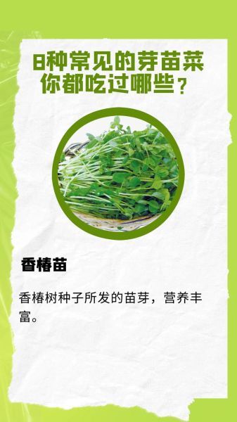 芽苗菜为什么不好卖_芽苗菜卖不出去的原因-第2张图片-山城妙识 芽苗菜为什么不好卖_芽苗菜卖不出去的原因-第2张图片-山城妙识