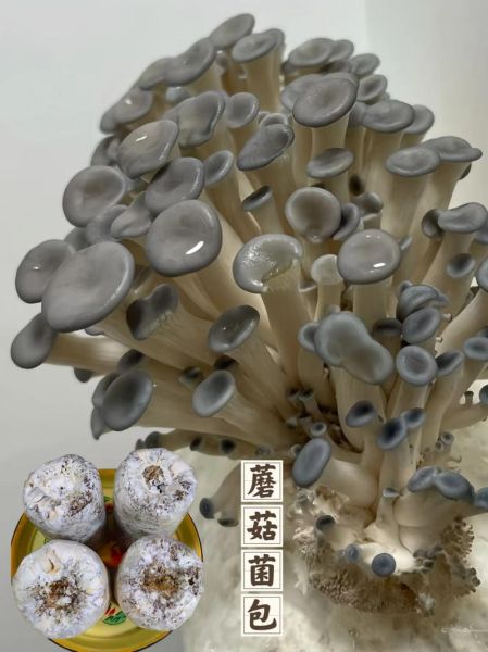 蘑菇种植包怎么用_蘑菇种植包多久出菇-第2张图片-山城妙识 蘑菇种植包怎么用_蘑菇种植包多久出菇-第2张图片-山城妙识