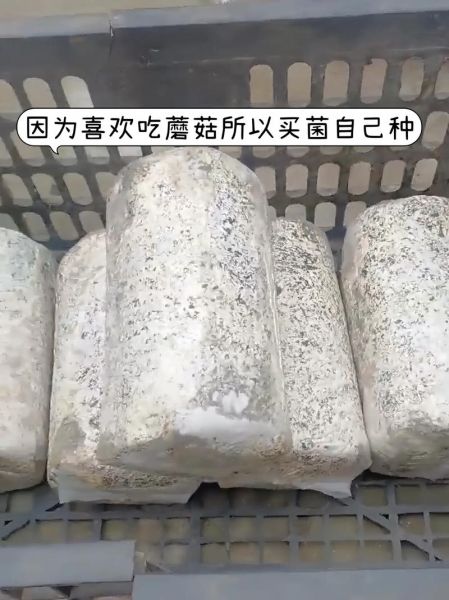 蘑菇种植包怎么用_蘑菇种植包多久出菇-第3张图片-山城妙识 蘑菇种植包怎么用_蘑菇种植包多久出菇-第3张图片-山城妙识