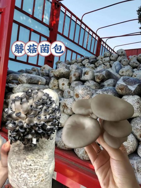 蘑菇种植包怎么用_蘑菇种植包多久出菇-第1张图片-山城妙识 蘑菇种植包怎么用_蘑菇种植包多久出菇-第1张图片-山城妙识