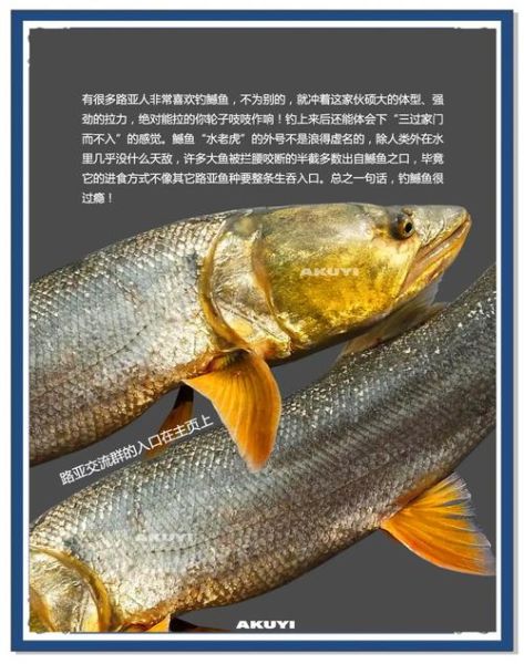 鳡鱼刺多吗_鳡鱼适合孩子吃吗-第2张图片-山城妙识 鳡鱼刺多吗_鳡鱼适合孩子吃吗-第2张图片-山城妙识