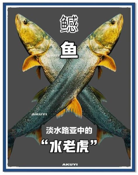 鳡鱼刺多吗_鳡鱼适合孩子吃吗-第1张图片-山城妙识 鳡鱼刺多吗_鳡鱼适合孩子吃吗-第1张图片-山城妙识