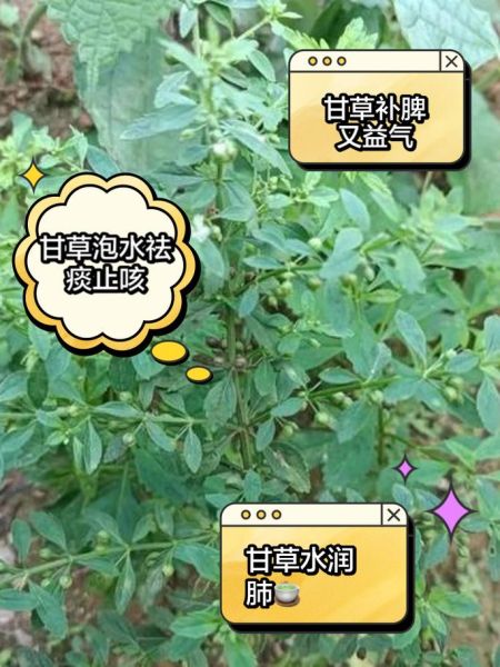 甘草的功效与作用_甘草主治哪些疾病-第2张图片-山城妙识 甘草的功效与作用_甘草主治哪些疾病-第2张图片-山城妙识