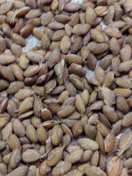 油蛤怎么读_油蛤的正确读音是什么-第1张图片-山城妙识 油蛤怎么读_油蛤的正确读音是什么-第1张图片-山城妙识