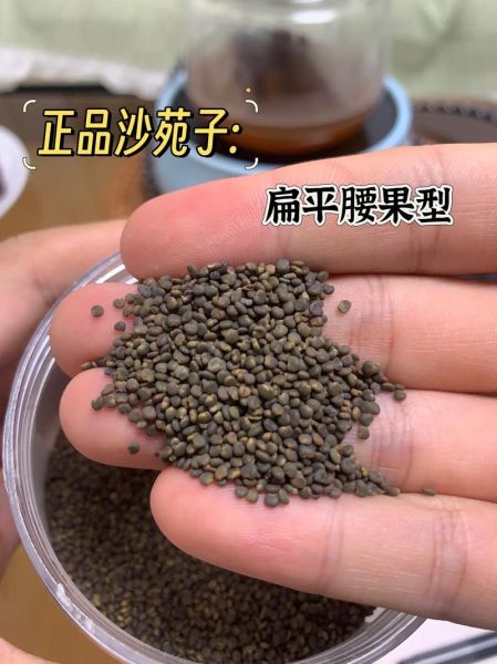 沙苑子长什么样_沙苑子真假辨别方法-第2张图片-山城妙识 沙苑子长什么样_沙苑子真假辨别方法-第2张图片-山城妙识