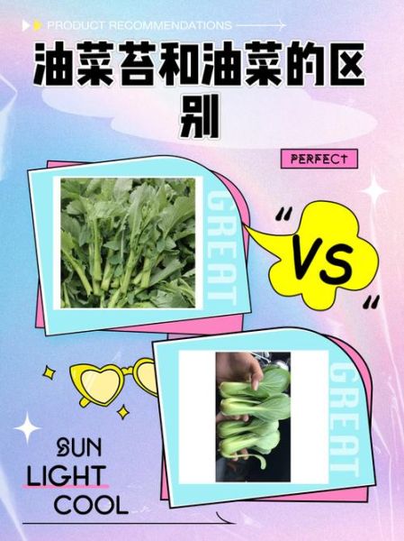 菜苔是什么菜_菜苔和油菜苔的区别-第1张图片-山城妙识 菜苔是什么菜_菜苔和油菜苔的区别-第1张图片-山城妙识