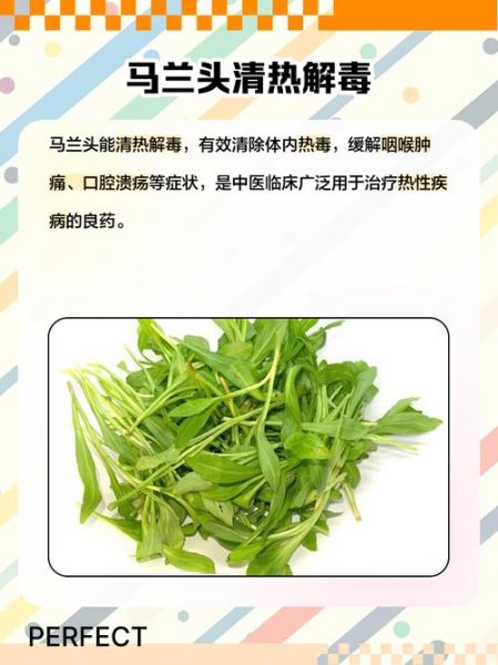 马兰头泡水喝有什么功效_马兰头泡水禁忌-第1张图片-山城妙识 马兰头泡水喝有什么功效_马兰头泡水禁忌-第1张图片-山城妙识