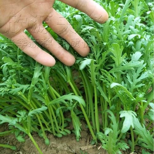 茼蒿和蓬蒿的区别_如何一眼分辨-第2张图片-山城妙识 茼蒿和蓬蒿的区别_如何一眼分辨-第2张图片-山城妙识