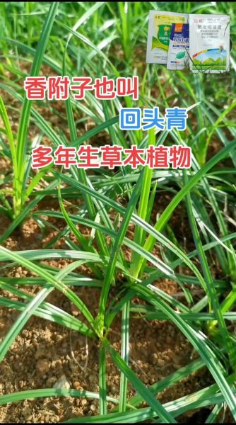 香付的功效与作用_香付主治哪些疾病-第3张图片-山城妙识 香付的功效与作用_香付主治哪些疾病-第3张图片-山城妙识