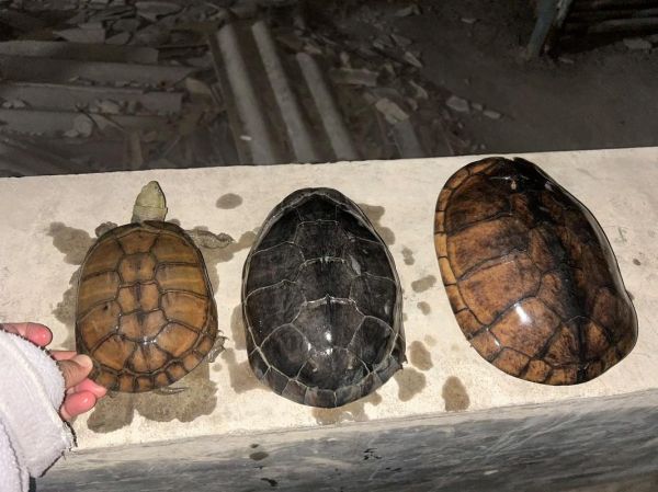 黄喉拟水龟图片怎么拍_黄喉拟水龟多少钱一只-第3张图片-山城妙识 黄喉拟水龟图片怎么拍_黄喉拟水龟多少钱一只-第3张图片-山城妙识