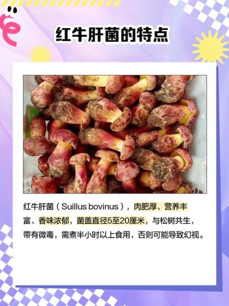 红乳牛肝菌有毒吗_怎么区分真假红乳牛肝菌-第1张图片-山城妙识 红乳牛肝菌有毒吗_怎么区分真假红乳牛肝菌-第1张图片-山城妙识