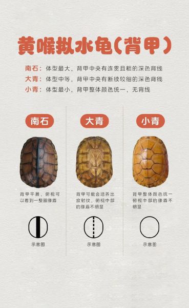 黄喉拟水龟图片怎么拍_黄喉拟水龟多少钱一只-第1张图片-山城妙识 黄喉拟水龟图片怎么拍_黄喉拟水龟多少钱一只-第1张图片-山城妙识