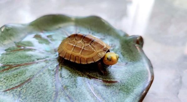 黄喉拟水龟图片怎么拍_黄喉拟水龟多少钱一只-第2张图片-山城妙识 黄喉拟水龟图片怎么拍_黄喉拟水龟多少钱一只-第2张图片-山城妙识