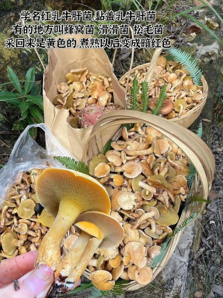 红乳牛肝菌有毒吗_怎么区分真假红乳牛肝菌-第3张图片-山城妙识 红乳牛肝菌有毒吗_怎么区分真假红乳牛肝菌-第3张图片-山城妙识