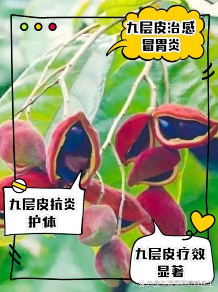 九层皮的功效与作用_九层皮怎么吃效果最好-第1张图片-山城妙识 九层皮的功效与作用_九层皮怎么吃效果最好-第1张图片-山城妙识