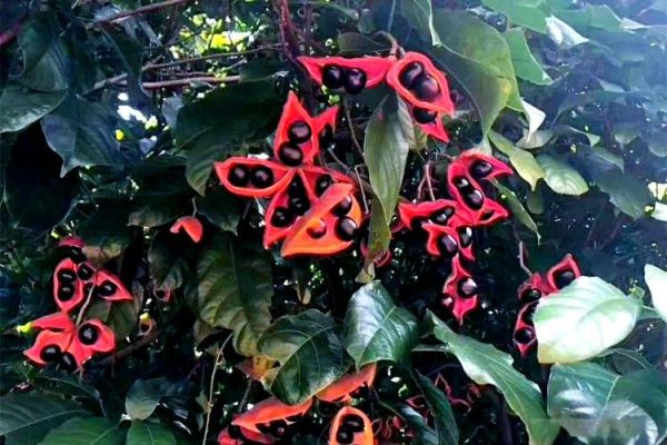 九层皮的功效与作用_九层皮怎么吃效果最好-第2张图片-山城妙识 九层皮的功效与作用_九层皮怎么吃效果最好-第2张图片-山城妙识