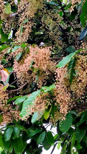 九层皮的功效与作用_九层皮怎么吃效果最好-第3张图片-山城妙识 九层皮的功效与作用_九层皮怎么吃效果最好-第3张图片-山城妙识