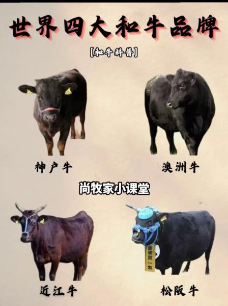 和牛和普通牛肉的区别_为什么和牛这么贵-第1张图片-山城妙识 和牛和普通牛肉的区别_为什么和牛这么贵-第1张图片-山城妙识