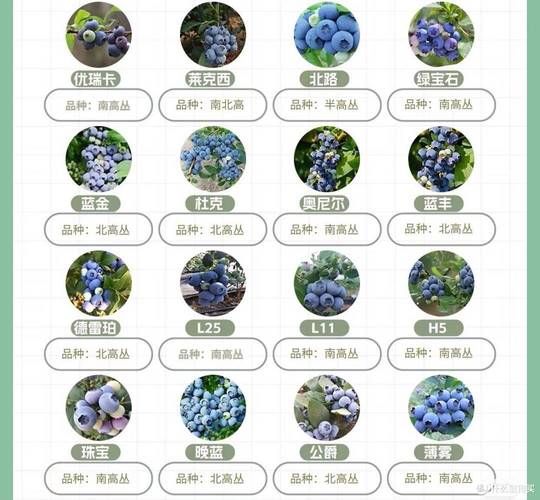蓝莓价格多少钱一斤2020_蓝莓为什么那么贵-第3张图片-山城妙识 蓝莓价格多少钱一斤2020_蓝莓为什么那么贵-第3张图片-山城妙识