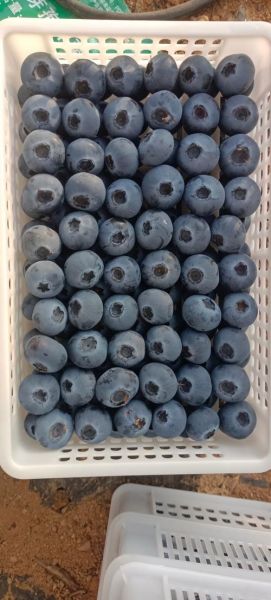 蓝莓价格多少钱一斤2020_蓝莓为什么那么贵-第2张图片-山城妙识 蓝莓价格多少钱一斤2020_蓝莓为什么那么贵-第2张图片-山城妙识