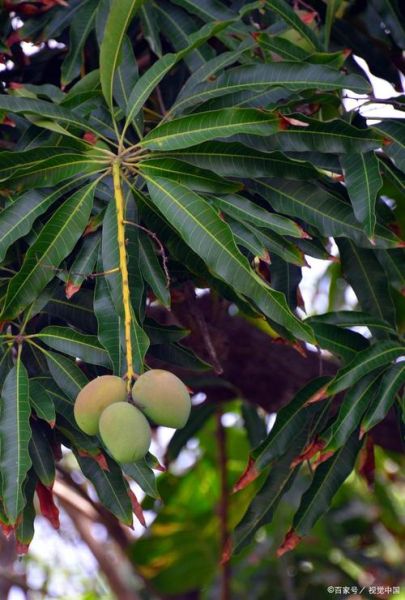 芒果树长什么样_芒果树图片特征-第3张图片-山城妙识 芒果树长什么样_芒果树图片特征-第3张图片-山城妙识