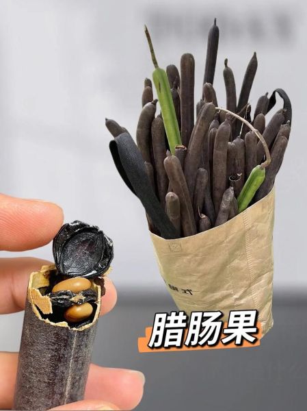 腊肠果的功效与副作用_腊肠果能减肥吗-第2张图片-山城妙识 腊肠果的功效与副作用_腊肠果能减肥吗-第2张图片-山城妙识