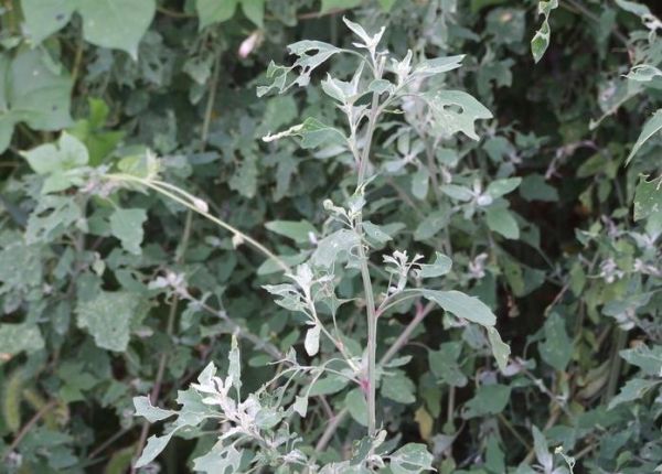 哪种灰灰菜有毒_如何区分可食用与有毒品种-第1张图片-山城妙识