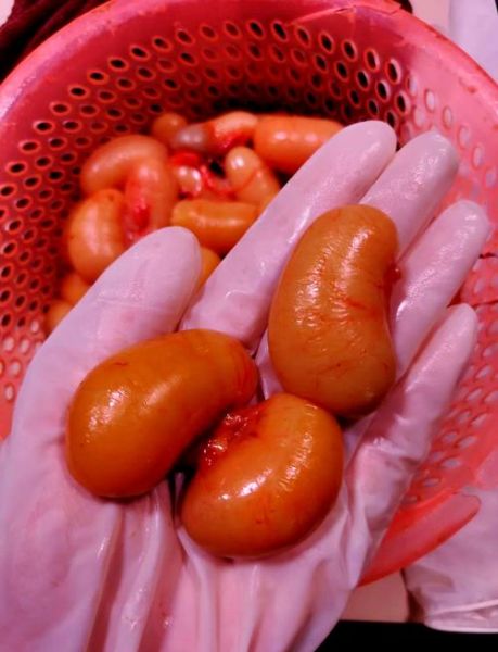 公鸡蛋是什么_公鸡蛋能吃吗-第2张图片-山城妙识 公鸡蛋是什么_公鸡蛋能吃吗-第2张图片-山城妙识