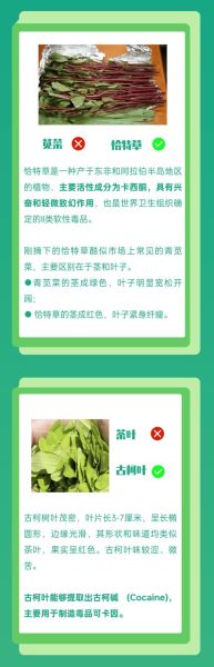 哪种灰灰菜有毒_如何区分可食用与有毒品种-第3张图片-山城妙识