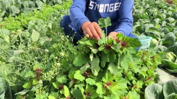 哪种灰灰菜有毒_如何区分可食用与有毒品种-第2张图片-山城妙识