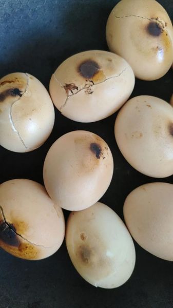 公鸡蛋是什么_公鸡蛋能吃吗-第3张图片-山城妙识 公鸡蛋是什么_公鸡蛋能吃吗-第3张图片-山城妙识