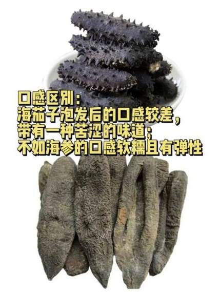 海茄子怎么泡发_海茄子和海参区别-第1张图片-山城妙识