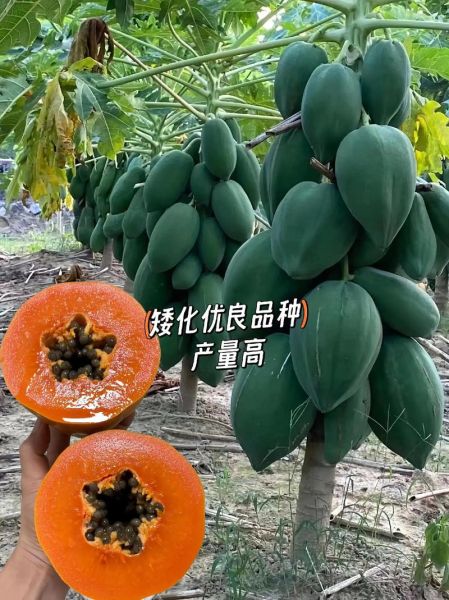 木瓜树苗怎么种_木瓜树苗多久结果-第2张图片-山城妙识 木瓜树苗怎么种_木瓜树苗多久结果-第2张图片-山城妙识