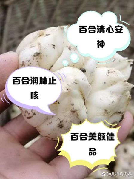 新鲜百合怎么去苦味_百合发苦还能吃吗-第2张图片-山城妙识 新鲜百合怎么去苦味_百合发苦还能吃吗-第2张图片-山城妙识