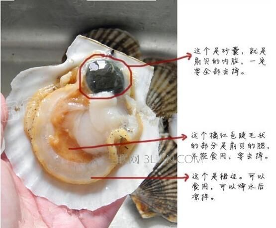扇贝肉哪里不能吃_图解部位禁忌-第2张图片-山城妙识 扇贝肉哪里不能吃_图解部位禁忌-第2张图片-山城妙识